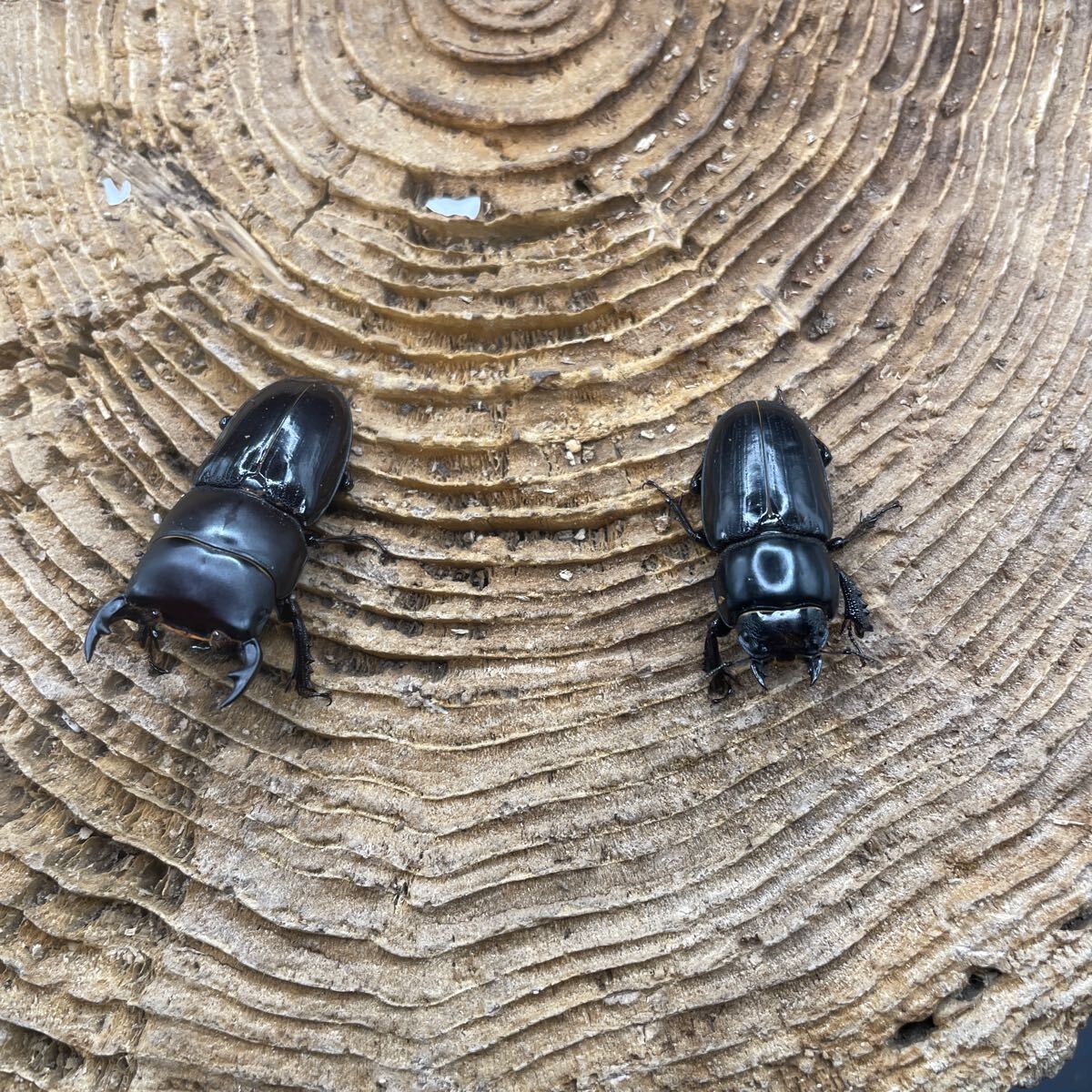 Yahoo!オークション - スキットオオクワガタCBF1ペア♂37.5♀30 成虫ペ...