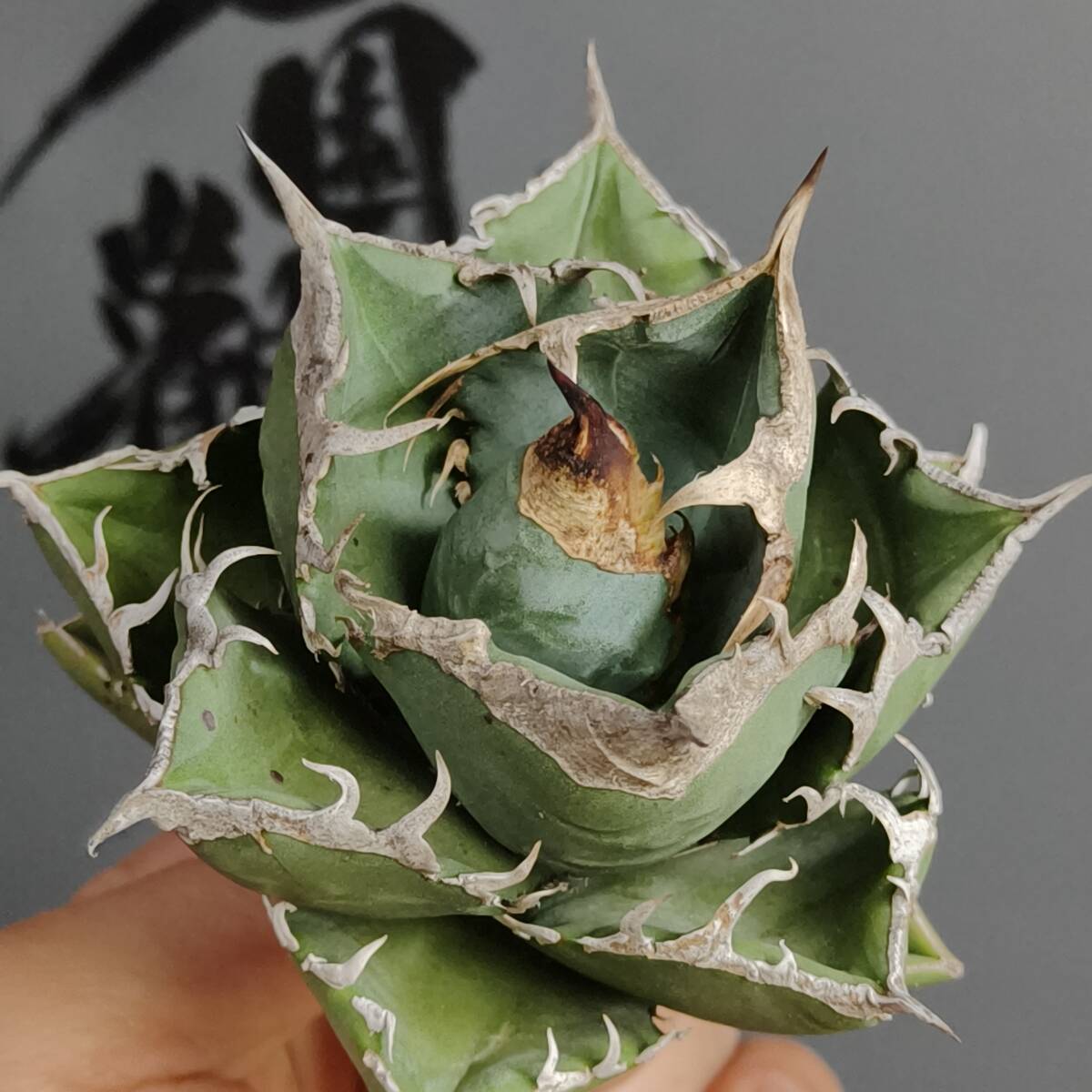 Yahoo!オークション - 【龍園觀】No.A46 特選 アガベ チタノタ " SA...