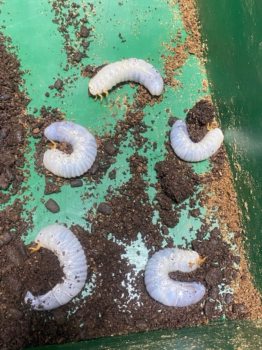 Yahoo!オークション - 幼虫 ヘラクレスオオカブト ヘラクレス DHヘラク...