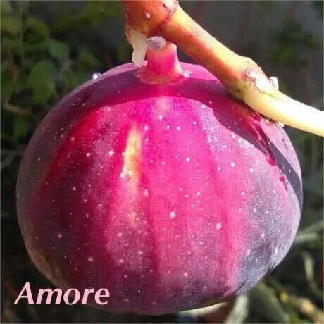 Yahoo!オークション - 希少 イチジク Amore アモーレ 接木苗