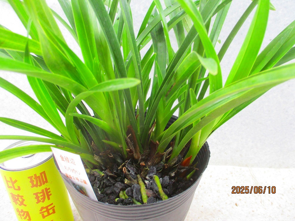 Yahoo!オークション - 蜜蜂誘引蘭 金陵辺 大株 来春開花予定株 (6775)...