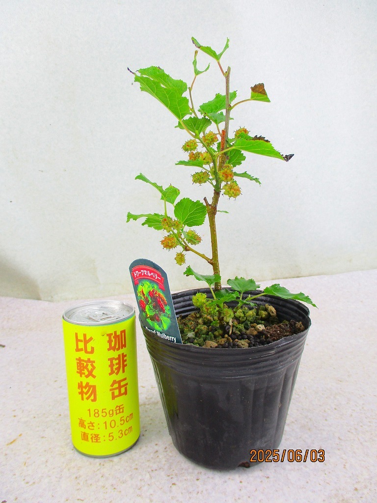 Yahoo!オークション - [緑の市場]ドワーフマルベリー(6191)全高 30㎝