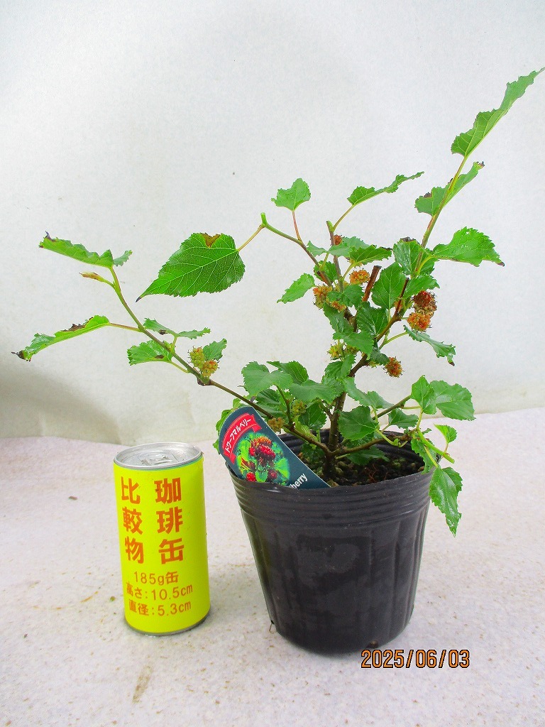 Yahoo!オークション - [緑の市場]ドワーフマルベリー(6231)全高 30㎝