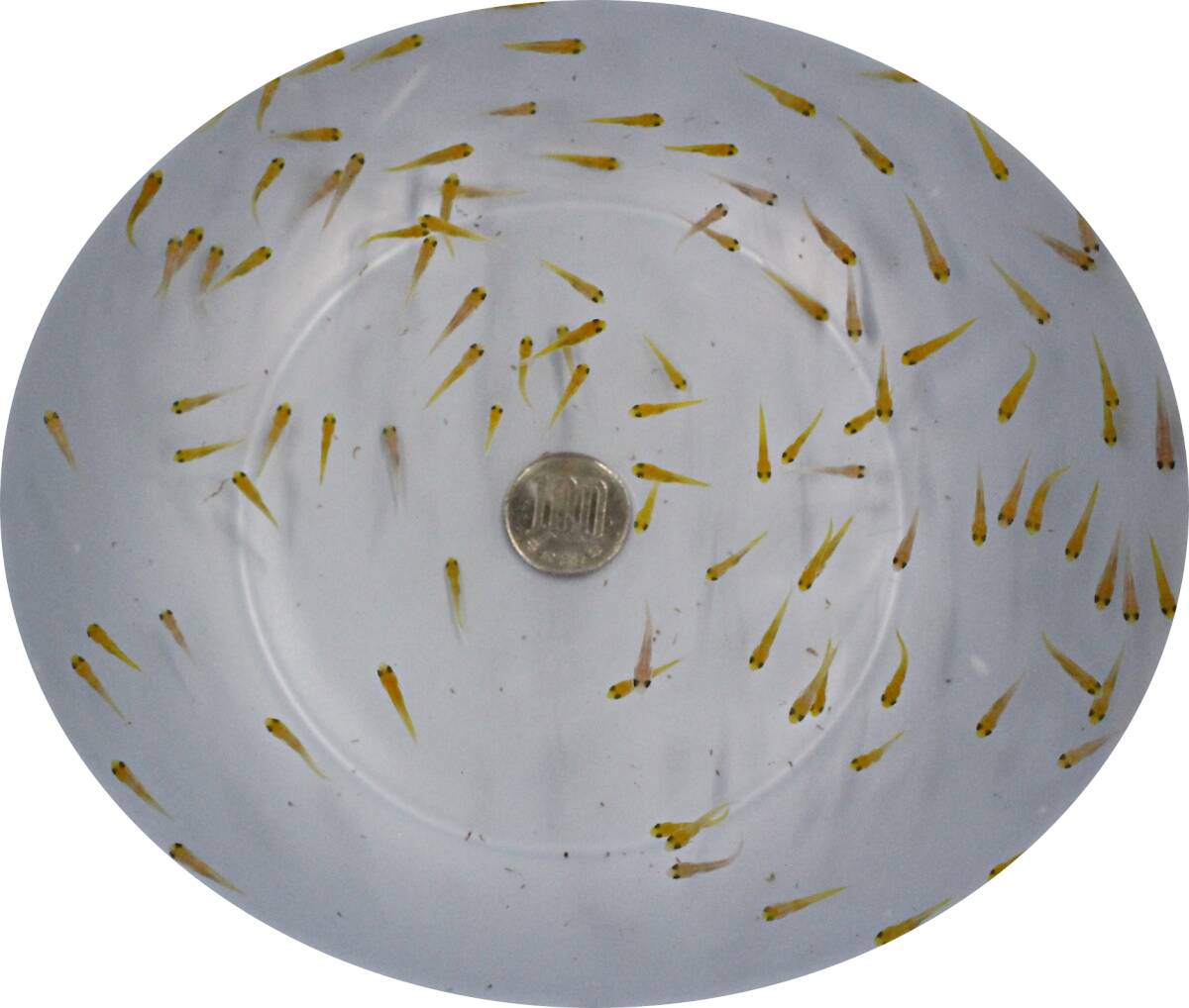 Yahoo!オークション - 【KHF】 はりわけ 桜黄金 プラチナ 等々 無選...