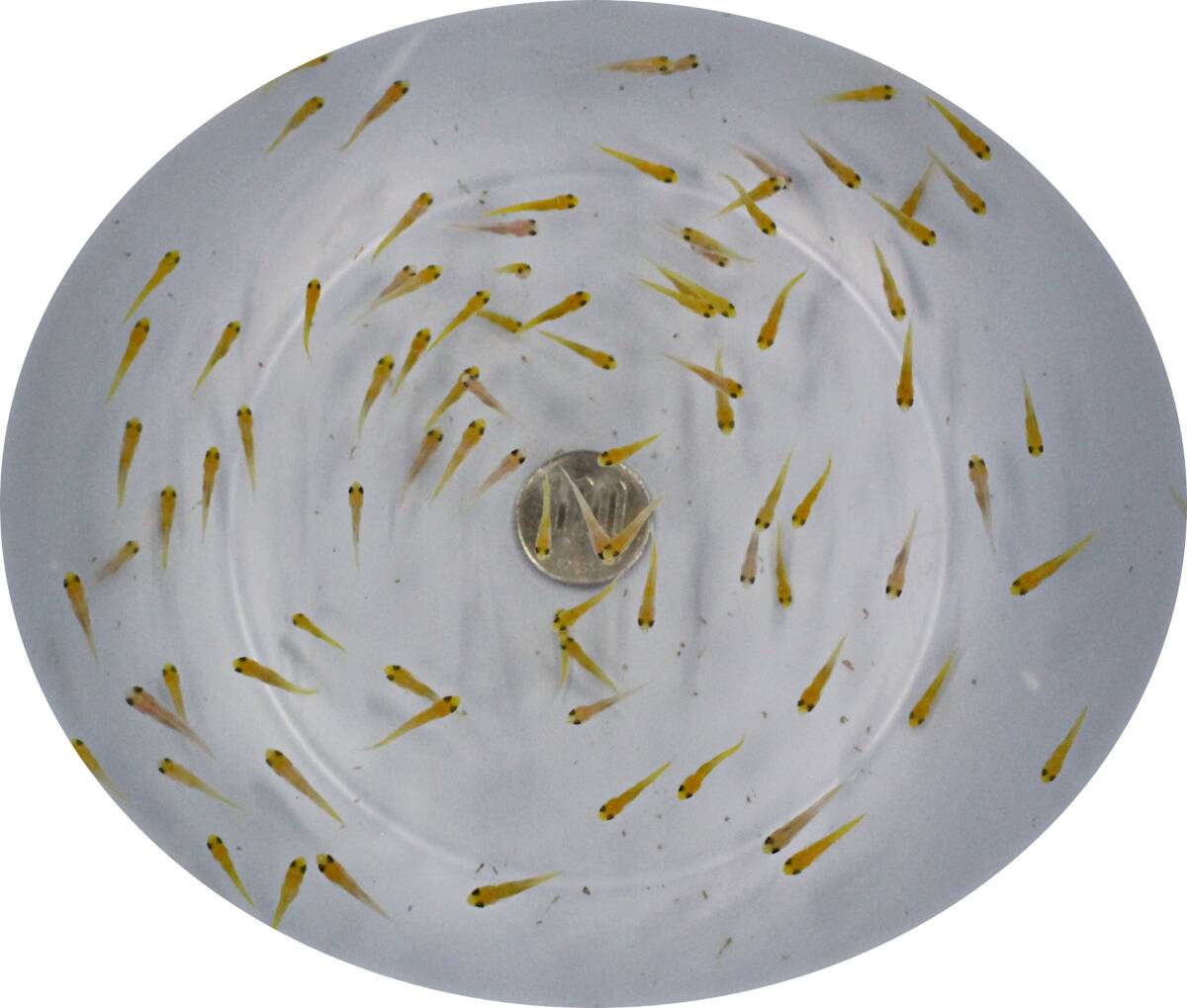 Yahoo!オークション - 【KHF】 はりわけ 桜黄金 プラチナ 等々 無選...