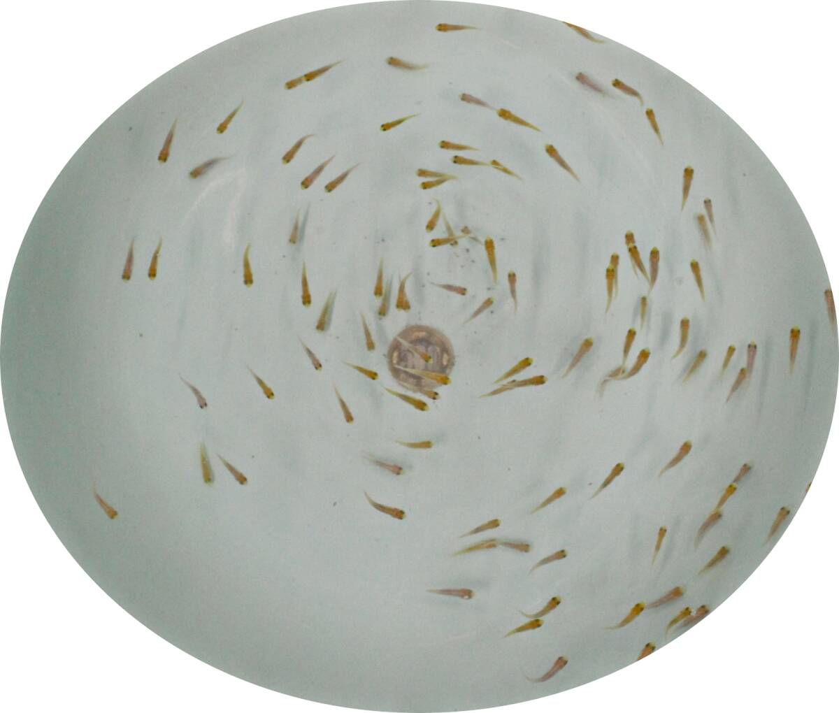 Yahoo!オークション - 【KHF】 はりわけ 桜黄金 プラチナ 等々 無選...