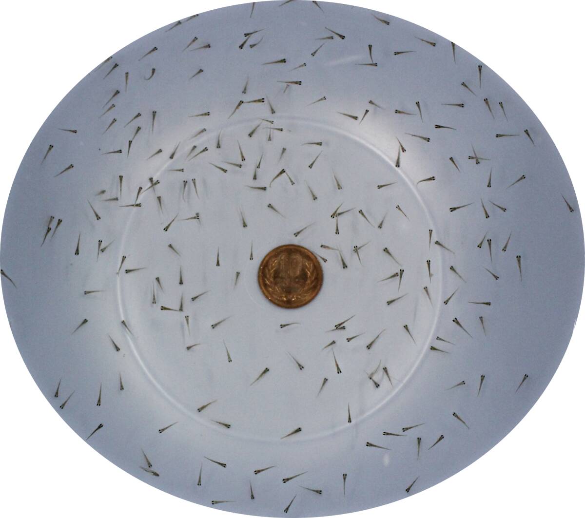 Yahoo!オークション - 【KHF】 金魚 玉サバ（無選別）針仔～稚魚 3...