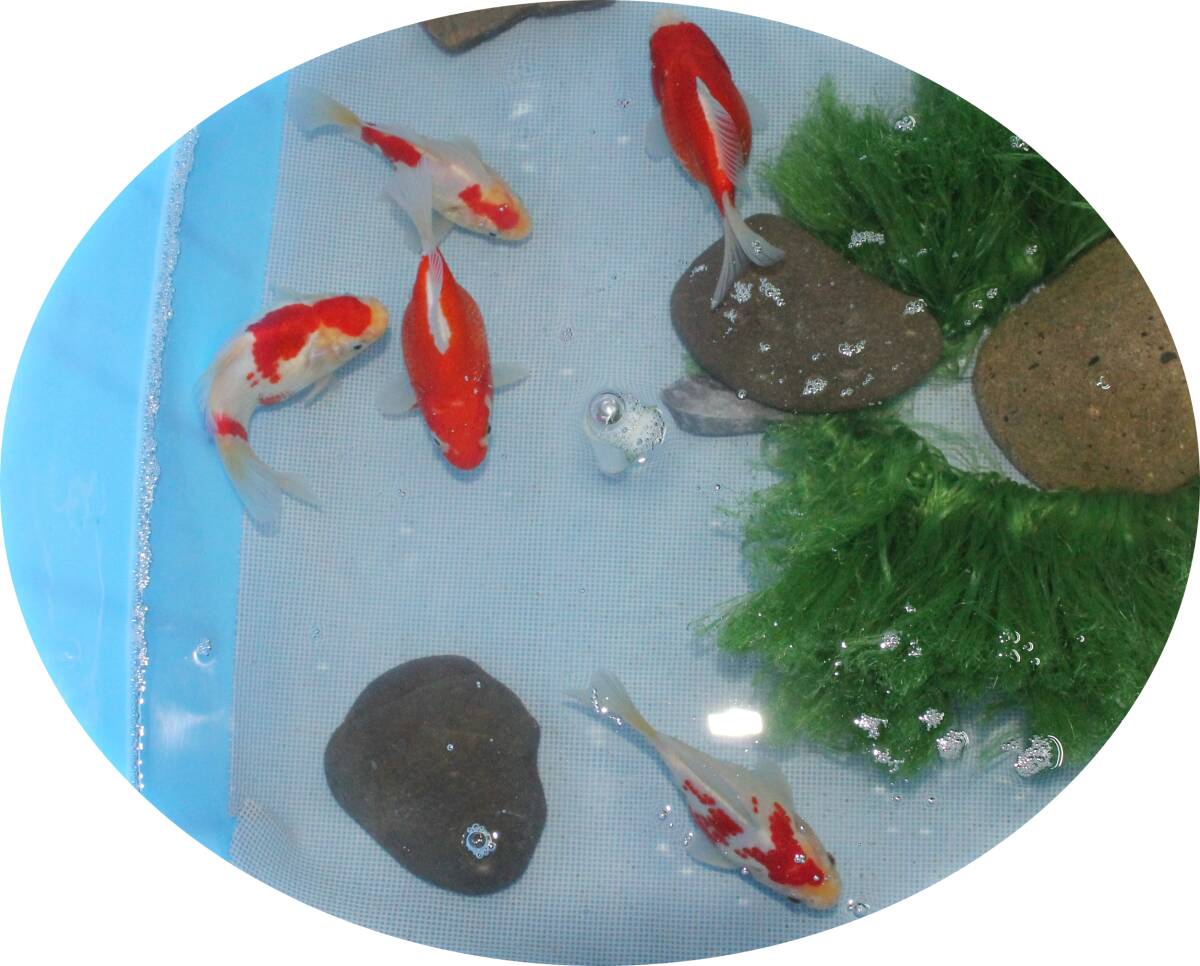 Yahoo!オークション - 【KHF】 金魚 玉サバ（無選別）針仔～稚魚 1...