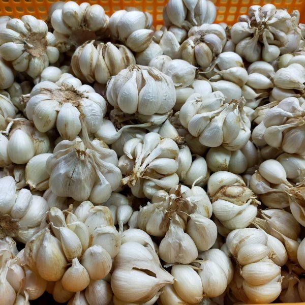 Yahoo!オークション - 黒ニンニクに最適 3kg 25年度和歌山産 皮な...