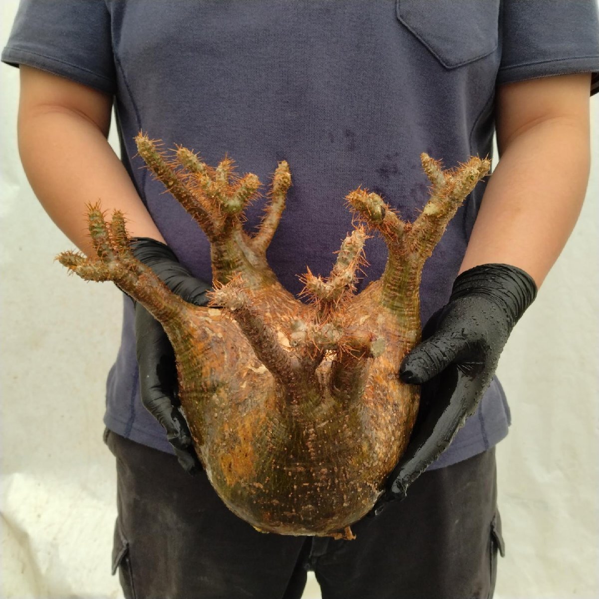 Yahoo!オークション - 3256 「塊根植物」パキポディウム グラキリスXL ...