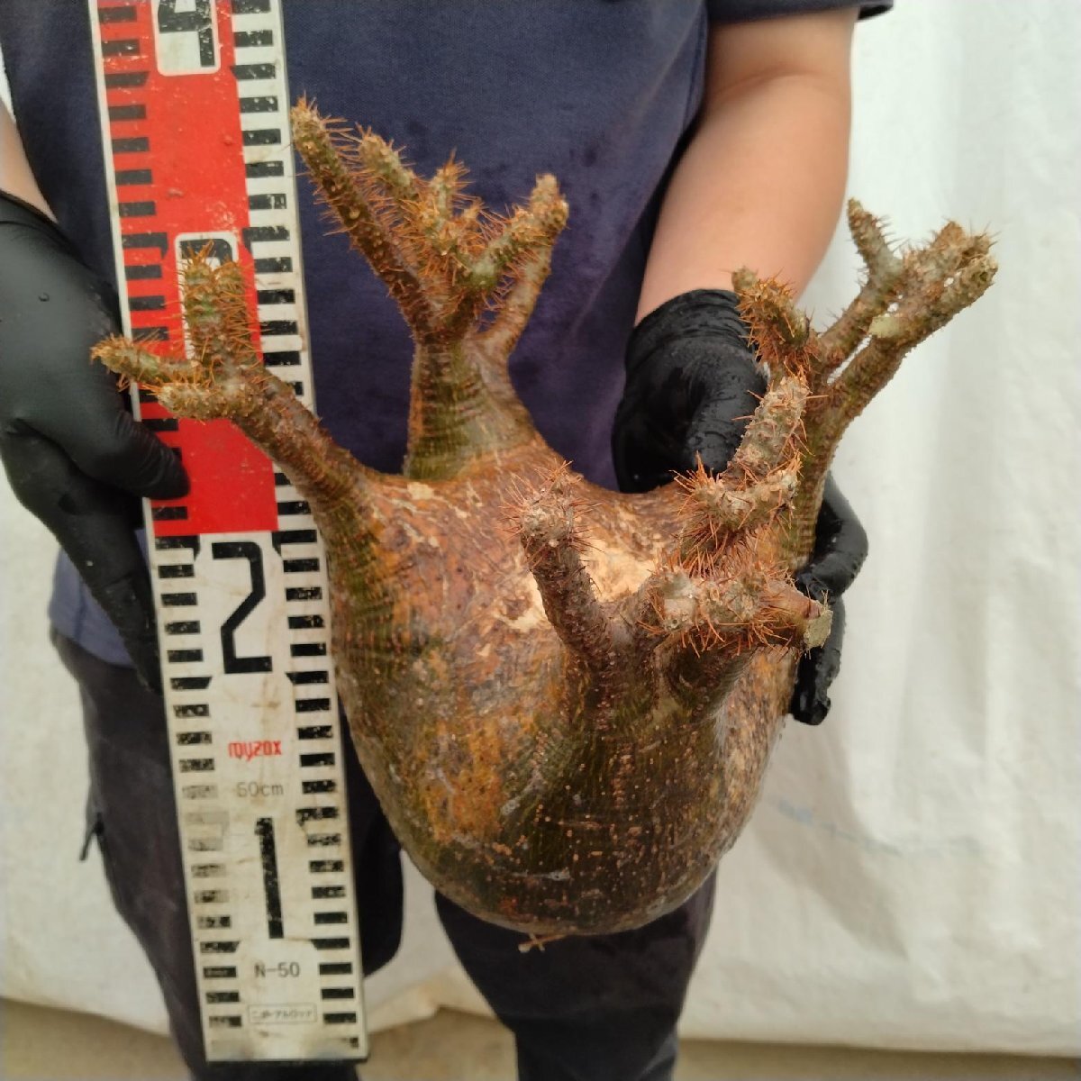 Yahoo!オークション - 3256 「塊根植物」パキポディウム グラキリスXL ...