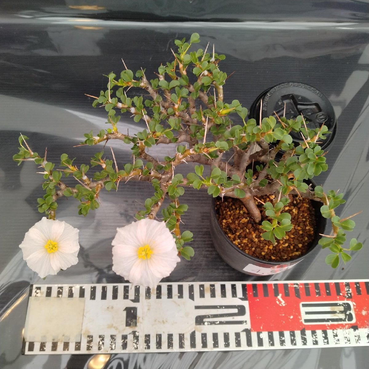 Yahoo!オークション - 4598 「多肉植物」サルコカウロン バンデリエテ...