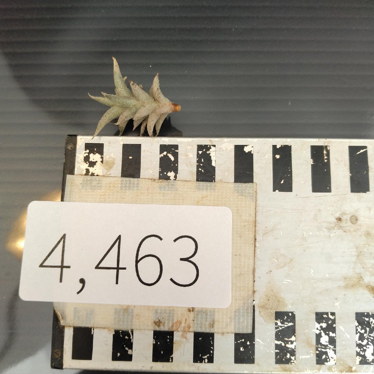 Yahoo!オークション - 4463 「エアプランツ」tillandsia latifolia × ...