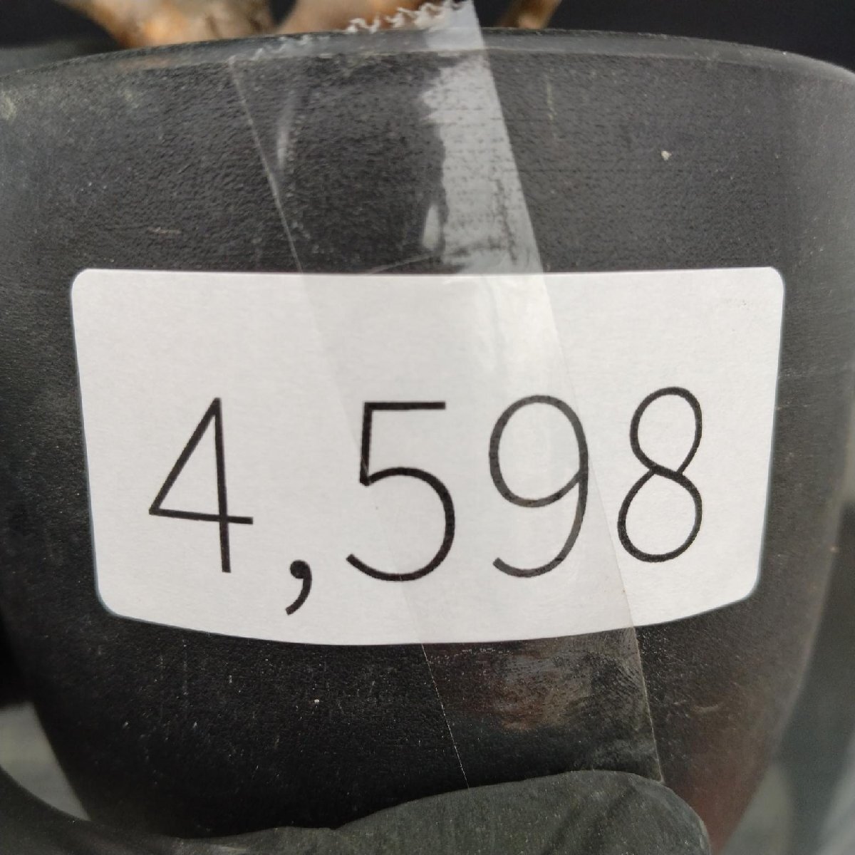 Yahoo!オークション - 4598 「多肉植物」サルコカウロン バンデリエテ...