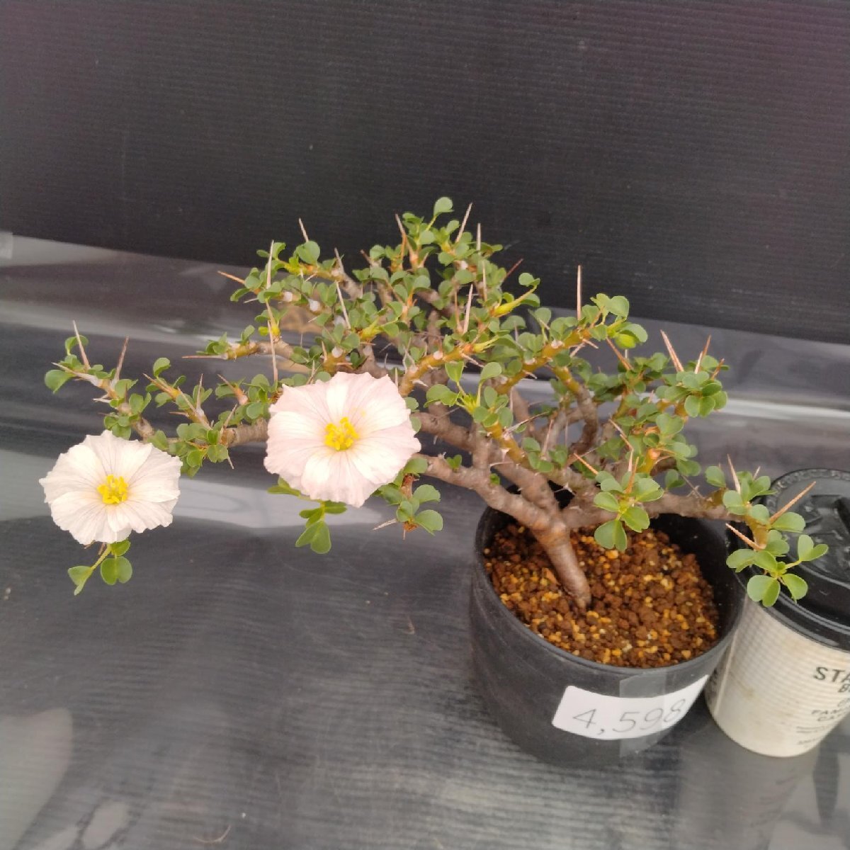 Yahoo!オークション - 4598 「多肉植物」サルコカウロン バンデリエテ...