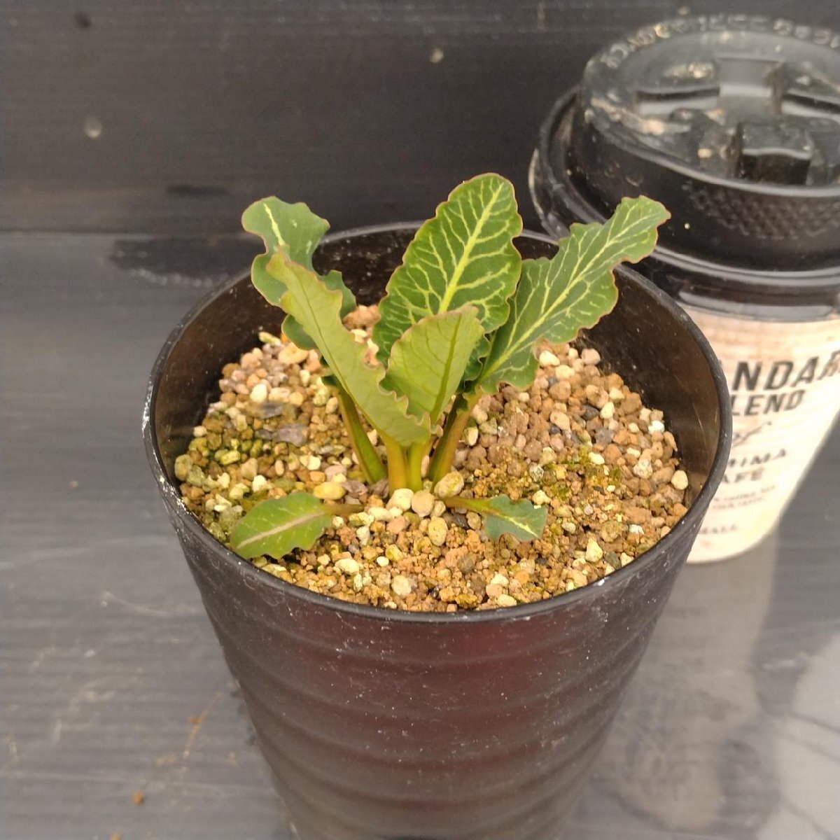 Yahoo!オークション - 6647 「実生】ユーフォルビア フィッシュスケー...