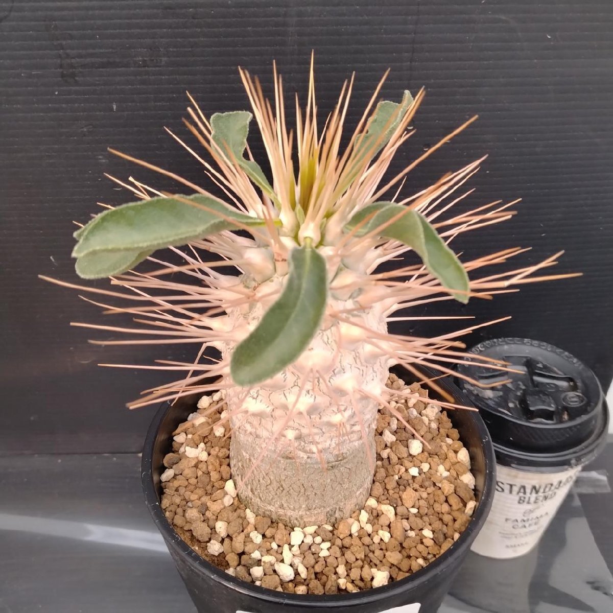 Yahoo!オークション - 6757 「塊根植物」パキポディウム ナマクアナム ...