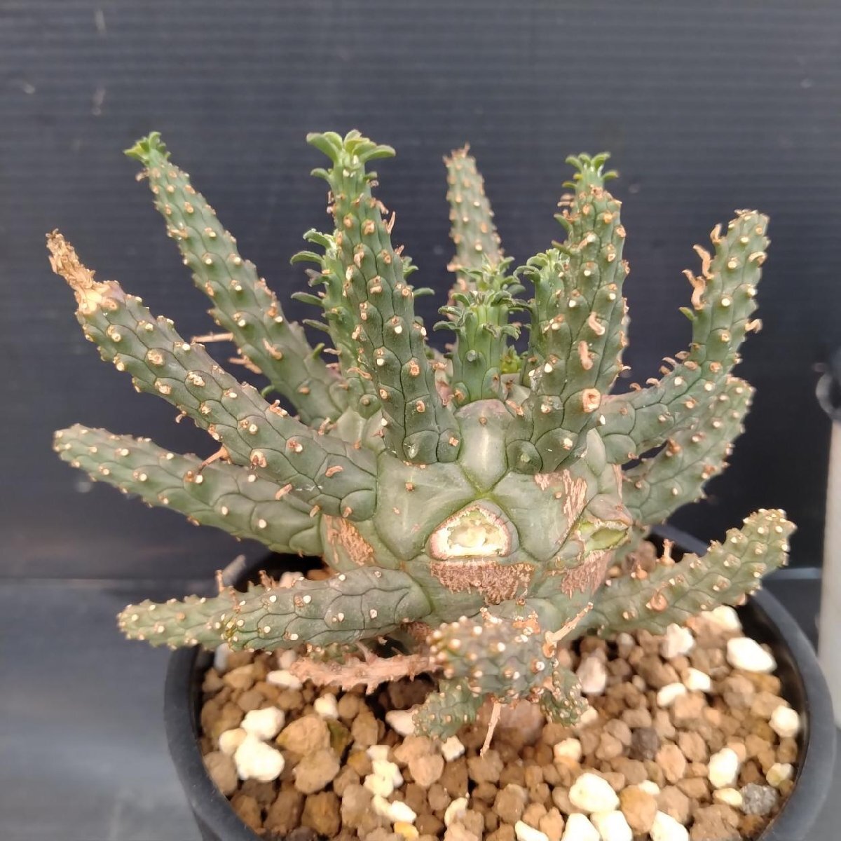 Yahoo!オークション - 6733 「多肉植物」ユーフォルビア フスカ 植え【...