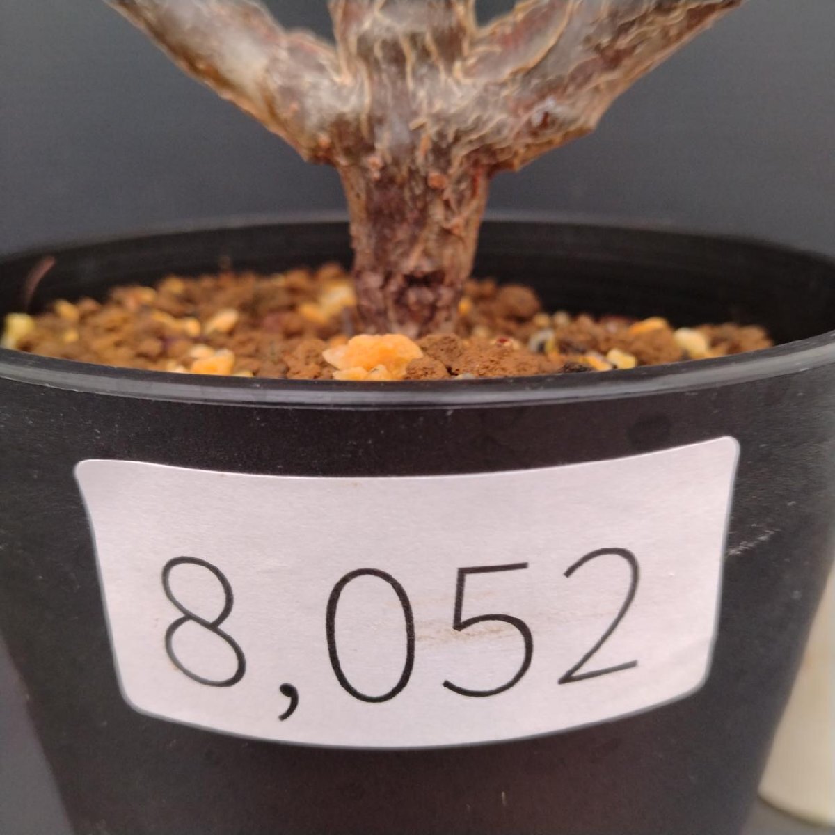 Yahoo!オークション - 8052 「実生」センナ メリディオナリス大【・発...