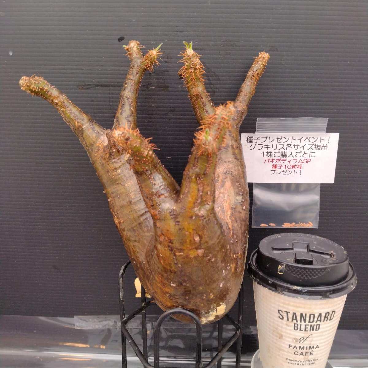 Yahoo!オークション - 8832 「1株購入でパキポディウムSP種子プレゼン...