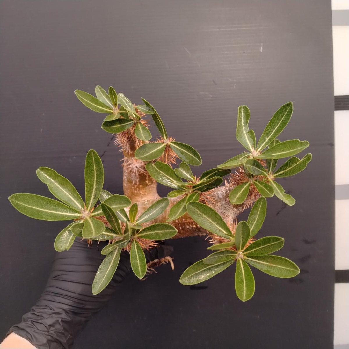 Yahoo!オークション - 8079 「塊根植物」パキポディウム エニグマティ...