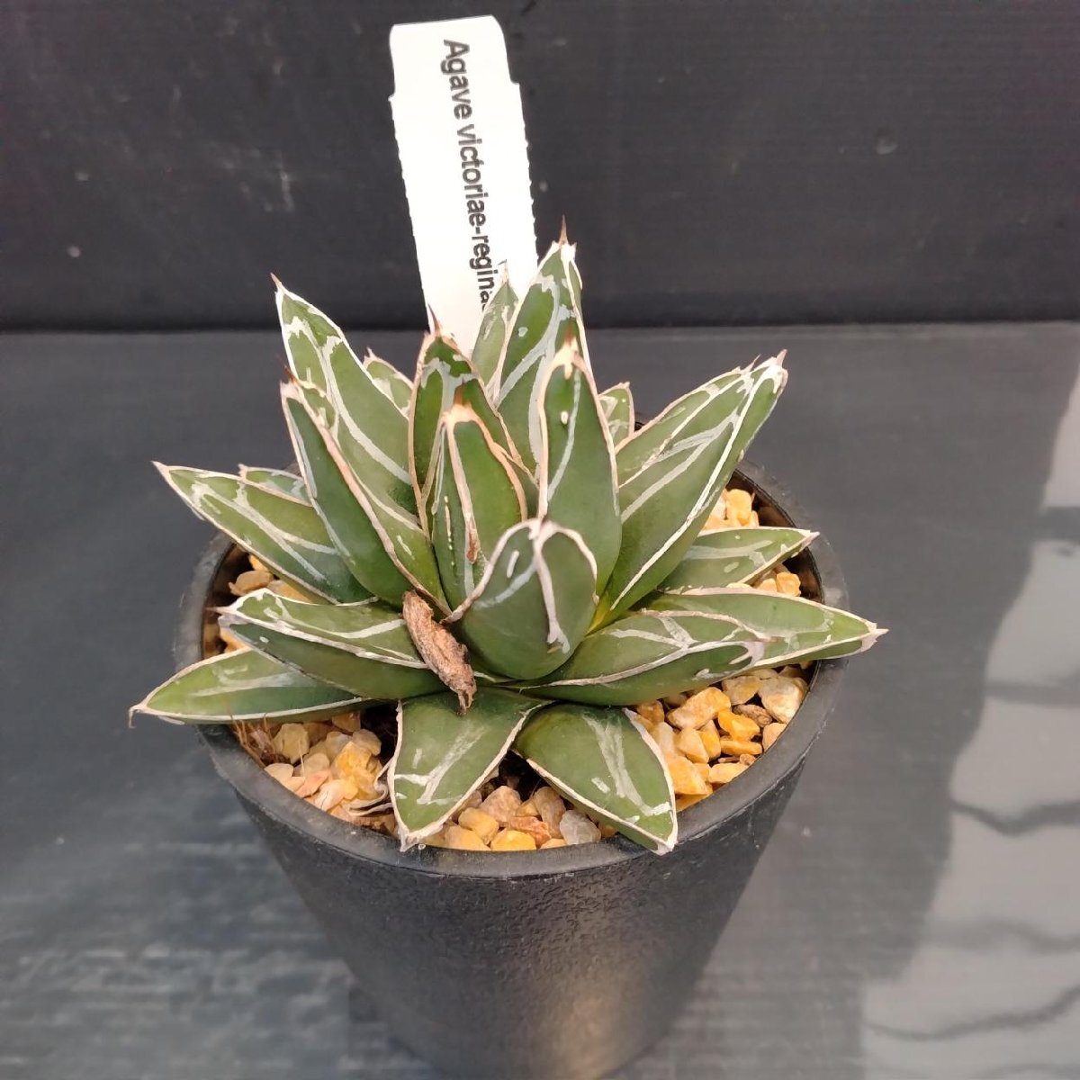 Yahoo!オークション - 3263 「多肉植物J」アガベ ササノユキ 植え【発...