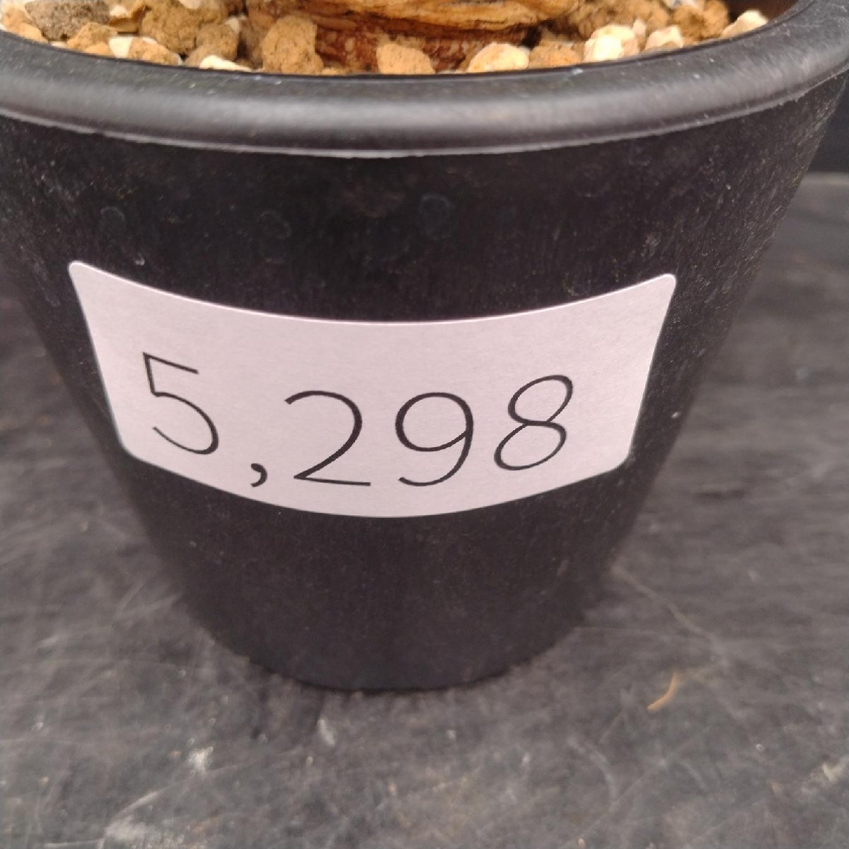 Yahoo!オークション - 5298 「多肉植物」ユーフォルビア ゴルゴニス 植...