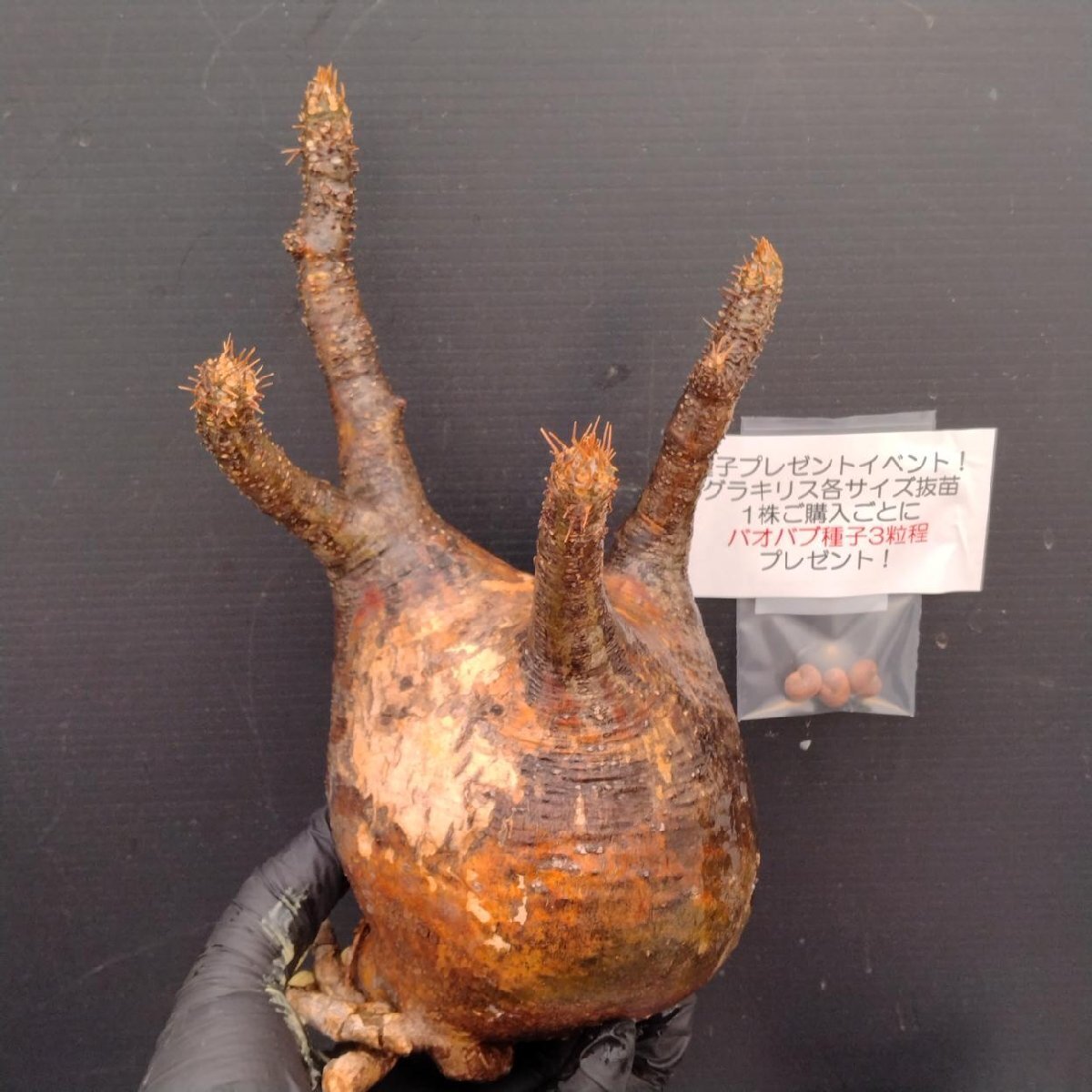 Yahoo!オークション - 3854 「1株購入でバオバブ種子プレゼント」パキ...