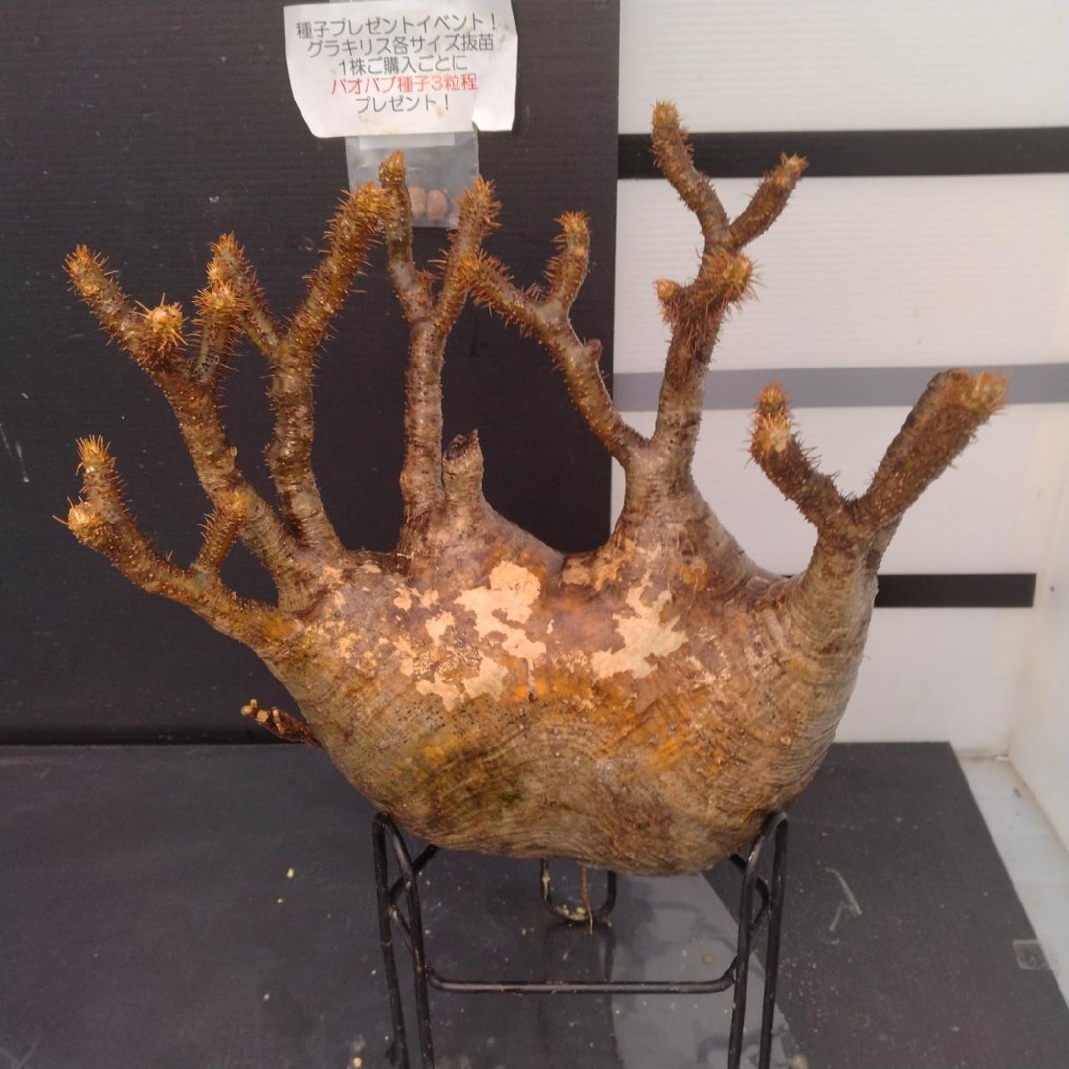 Yahoo!オークション - 7569 「1株購入でバオバブ種子プレゼント」パキ...