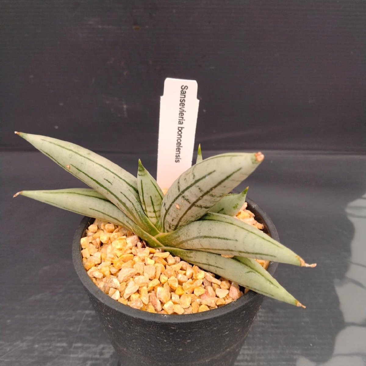 Yahoo!オークション - 6367 「観葉植物J」サンセベリア ボンセレンシス...