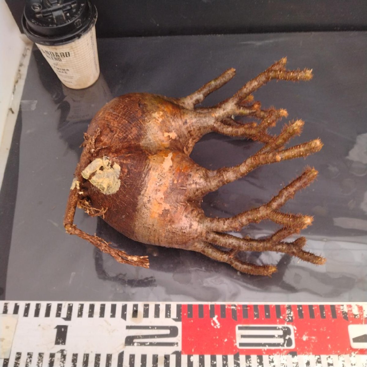 Yahoo!オークション - 7569 「1株購入でバオバブ種子プレゼント」パキ...