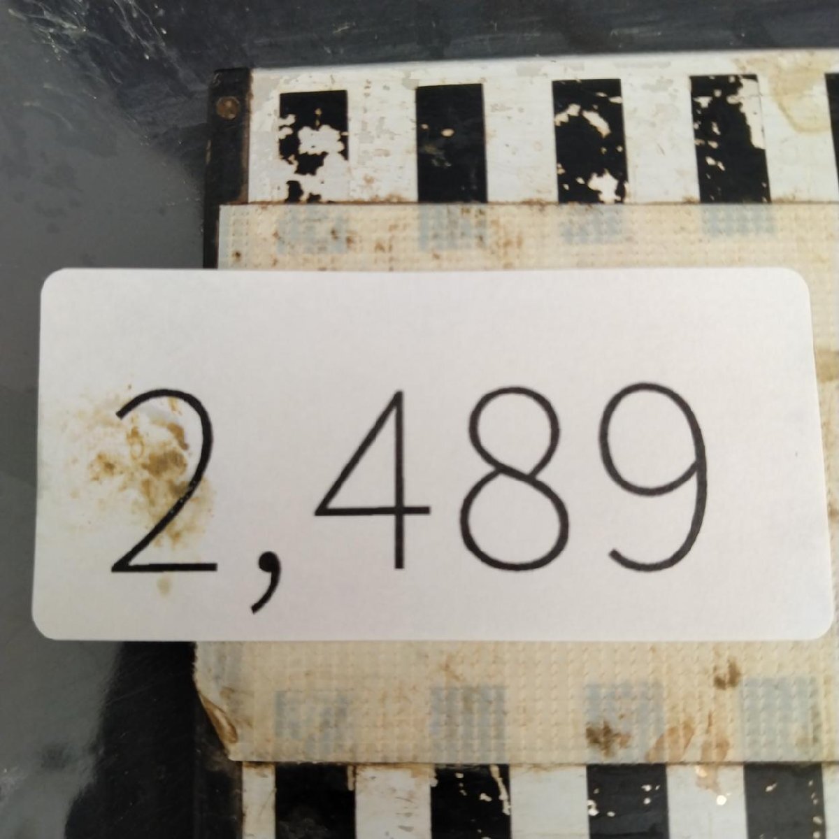 Yahoo!オークション - 2489 「1株購入でC.ミルドブラエティ種子プレゼ...