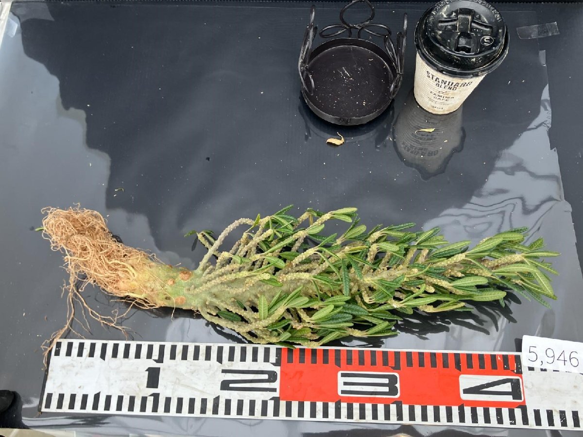 Yahoo!オークション - 5946 「塊根植物」ドルステニア ギガス ブラータ...