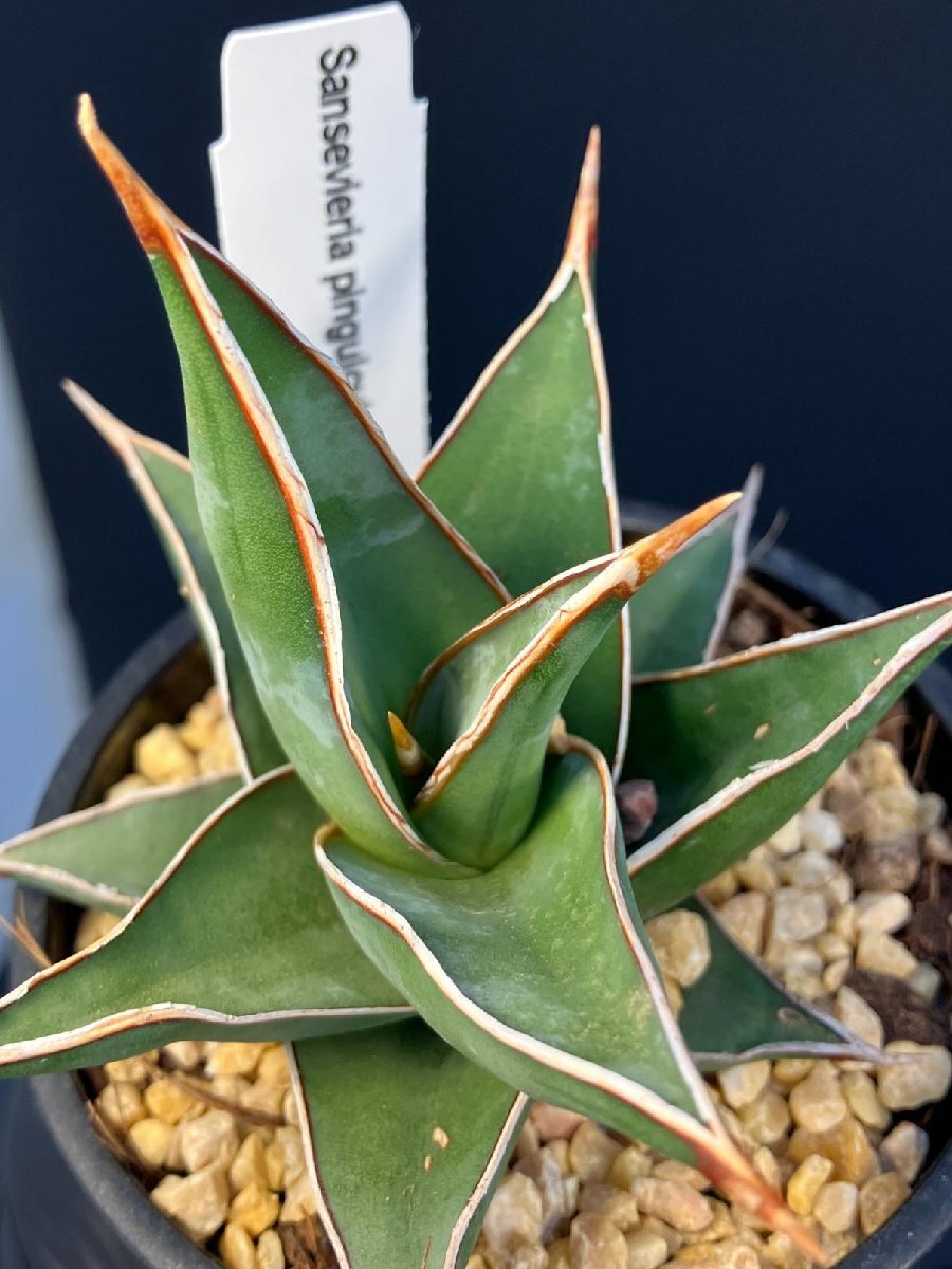 2333 観葉植物J サンセベリア ピングイキュラ ユニコーン 植え 発根 多肉植物 サンスベリア Sansevieria D.pinguicula 'Unicorn'(その他)｜売買された ...