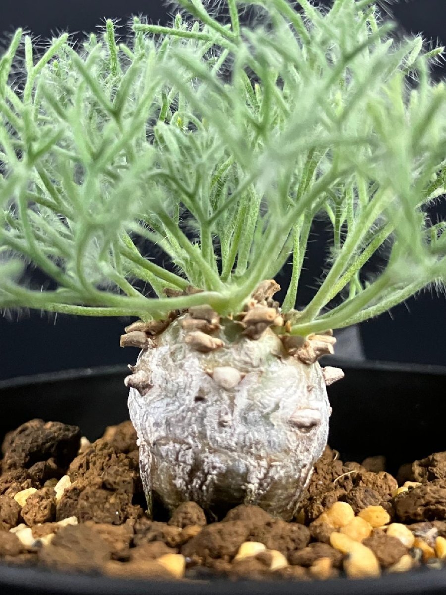 Yahoo!オークション - 6775 「多肉植物」モンソニア ペニクリナム 植え...