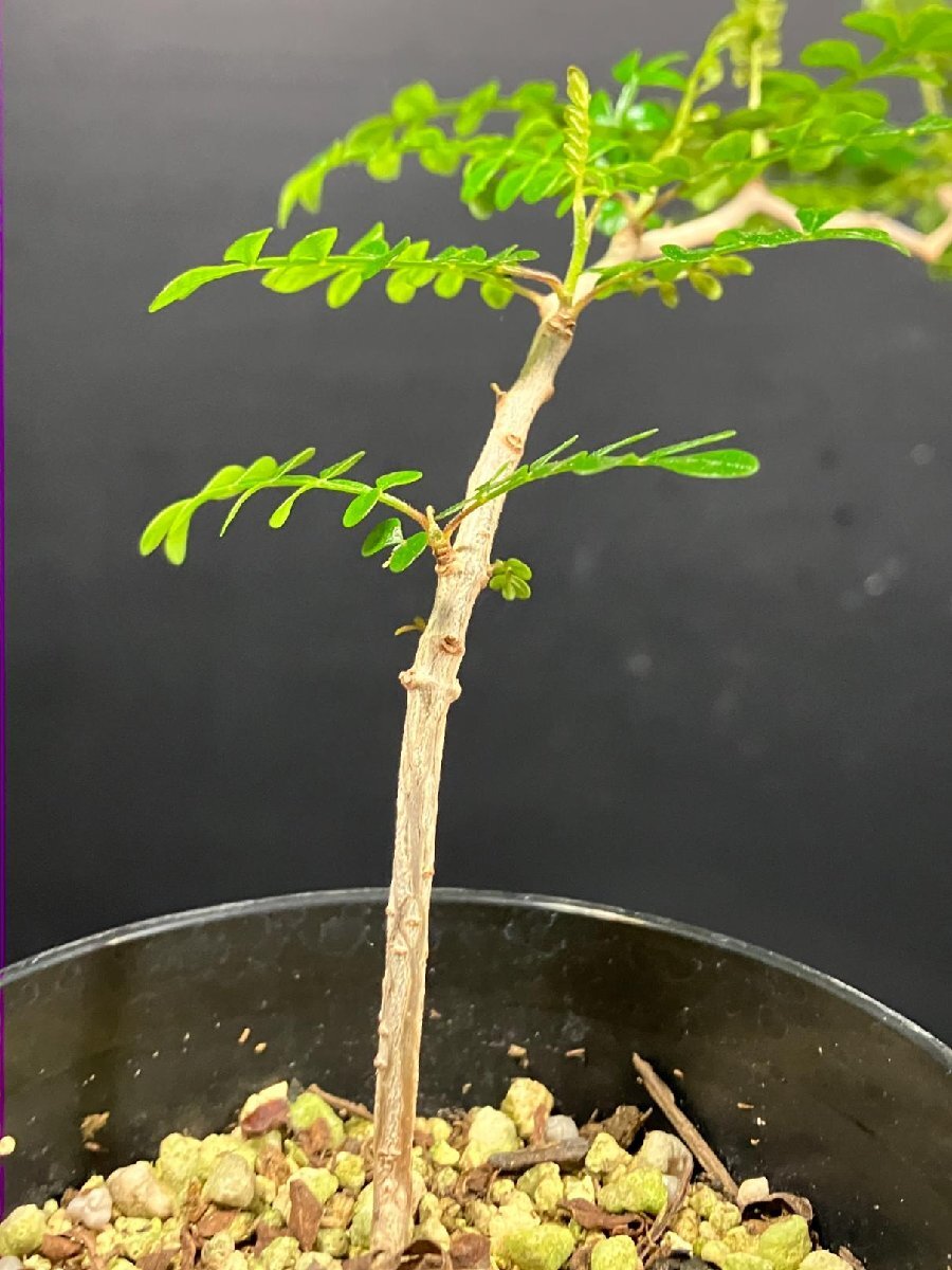 Yahoo!オークション - 6809 「実生株」オペルクリカリア パキプス 植え...