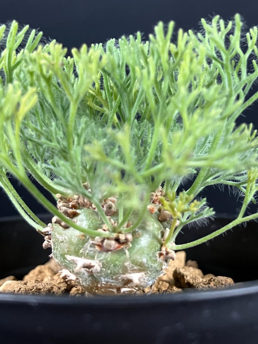 Yahoo!オークション - 6779 「多肉植物」モンソニア ペニクリナム 植え...