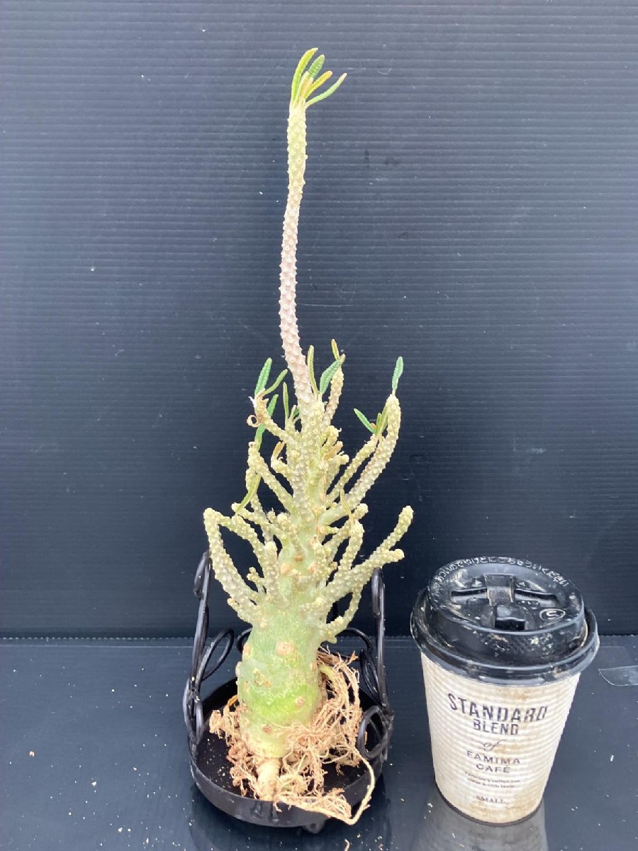 Yahoo!オークション - 5952 「塊根植物」ドルステニア ギガス ブラータ...