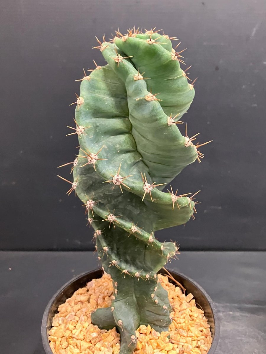 Yahoo!オークション - 6884 「多肉植物J」セレウス ペルビアナス スパ...