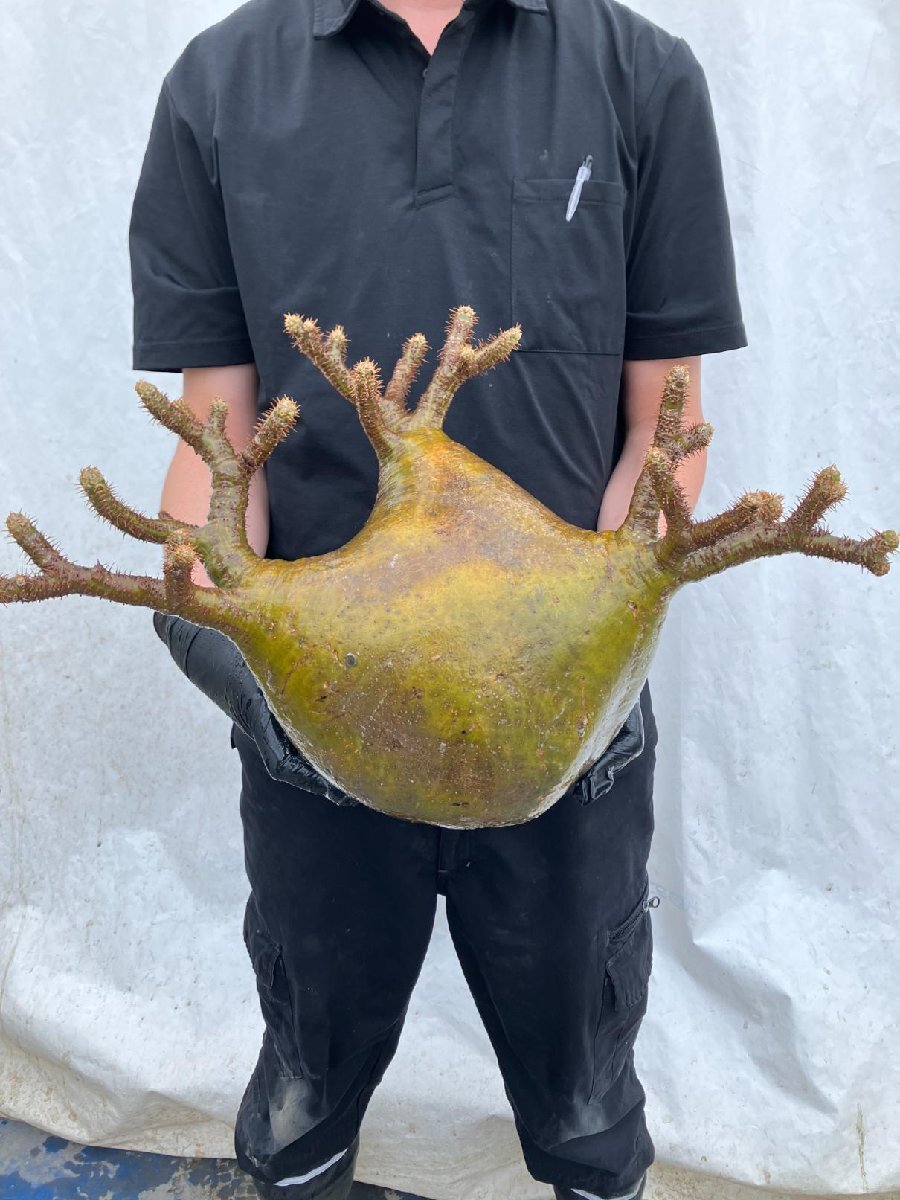 Yahoo!オークション - 8359 「1株購入でパキポディウムSP種子プレゼン...