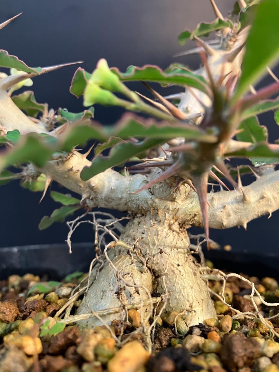 Yahoo!オークション - 9971 「実生】ユーフォルビア アンパニヒエンシ...