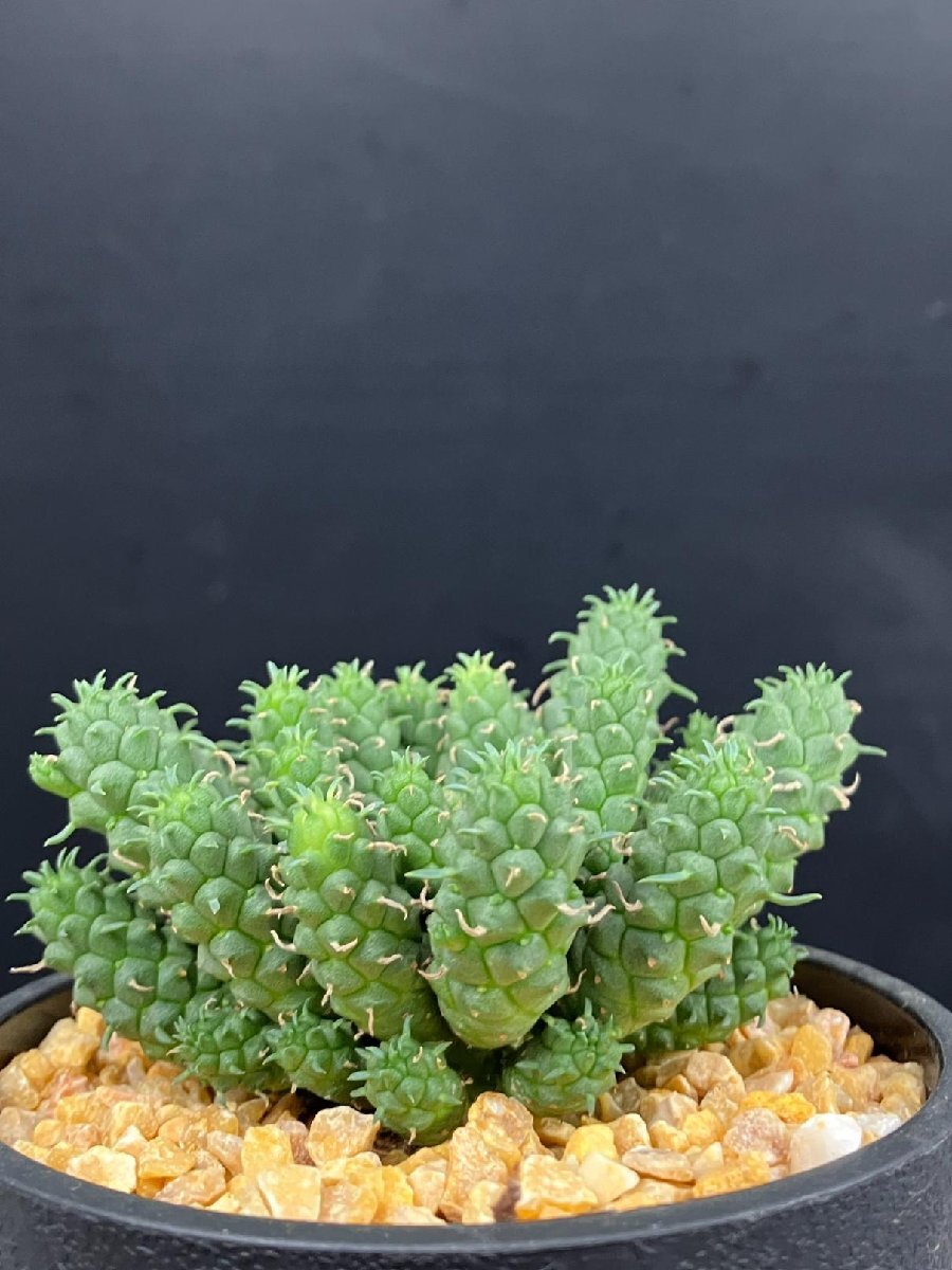 Yahoo!オークション - 2261 「多肉植物J」ユーフォルビア 札落ち株【発...