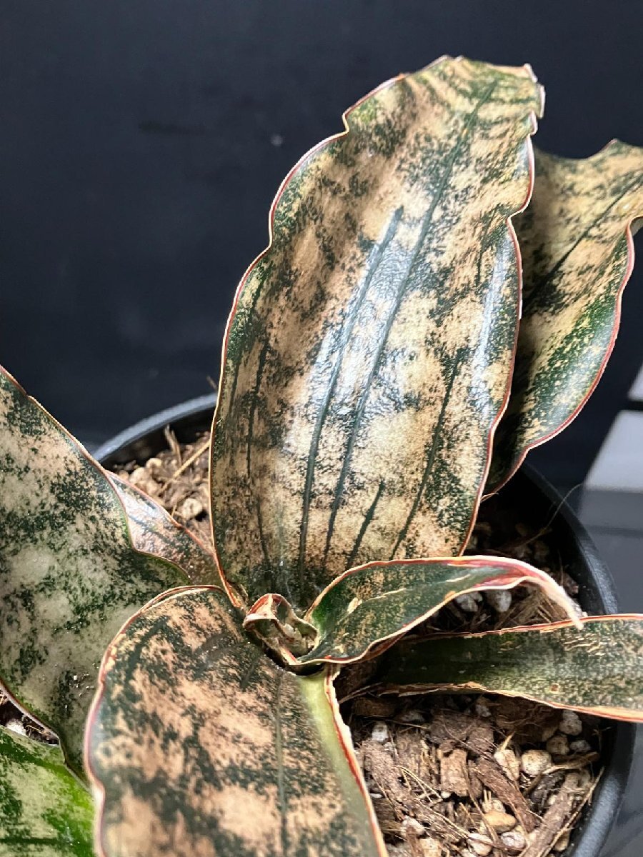 Yahoo!オークション - 4137 「観葉植物J」サンセベリア キルキー 植え...