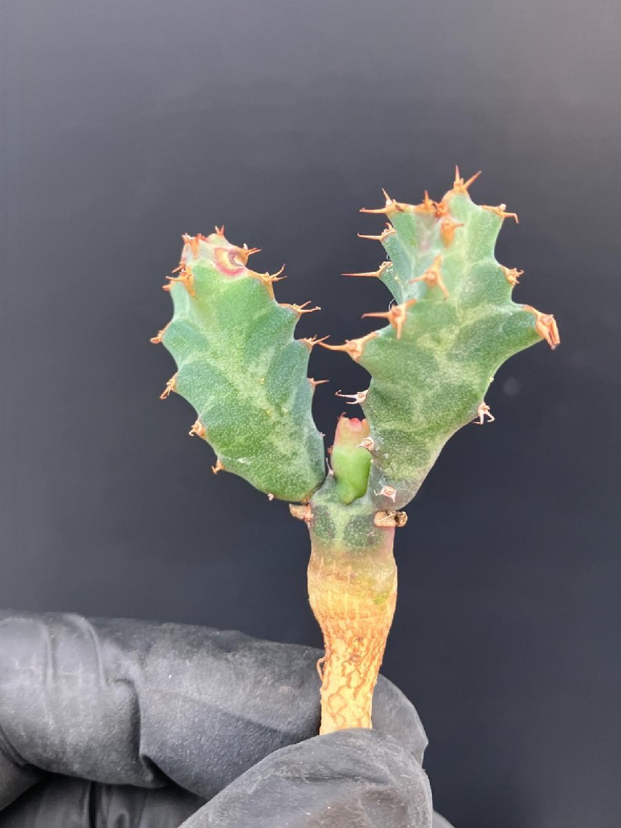 Yahoo!オークション - 5848 「多肉植物」ユーフォルビア トルチラマ 抜...