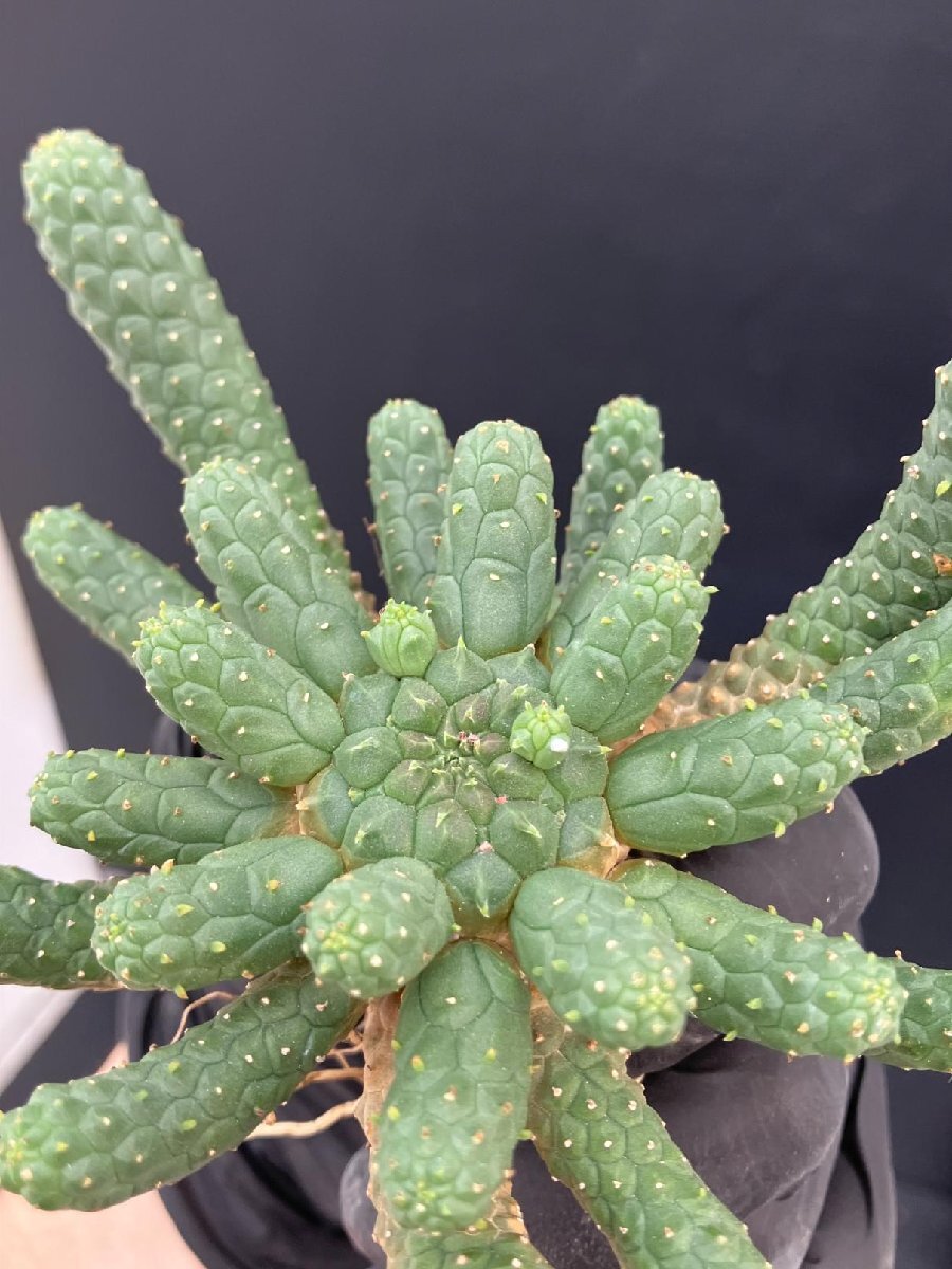 Yahoo!オークション - 5894 「塊根植物」ユーフォルビア エスクレンタ ...