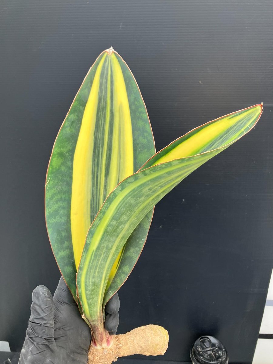 Yahoo!オークション - 5955 「観葉植物」サンスベリア マッソニア 斑入...