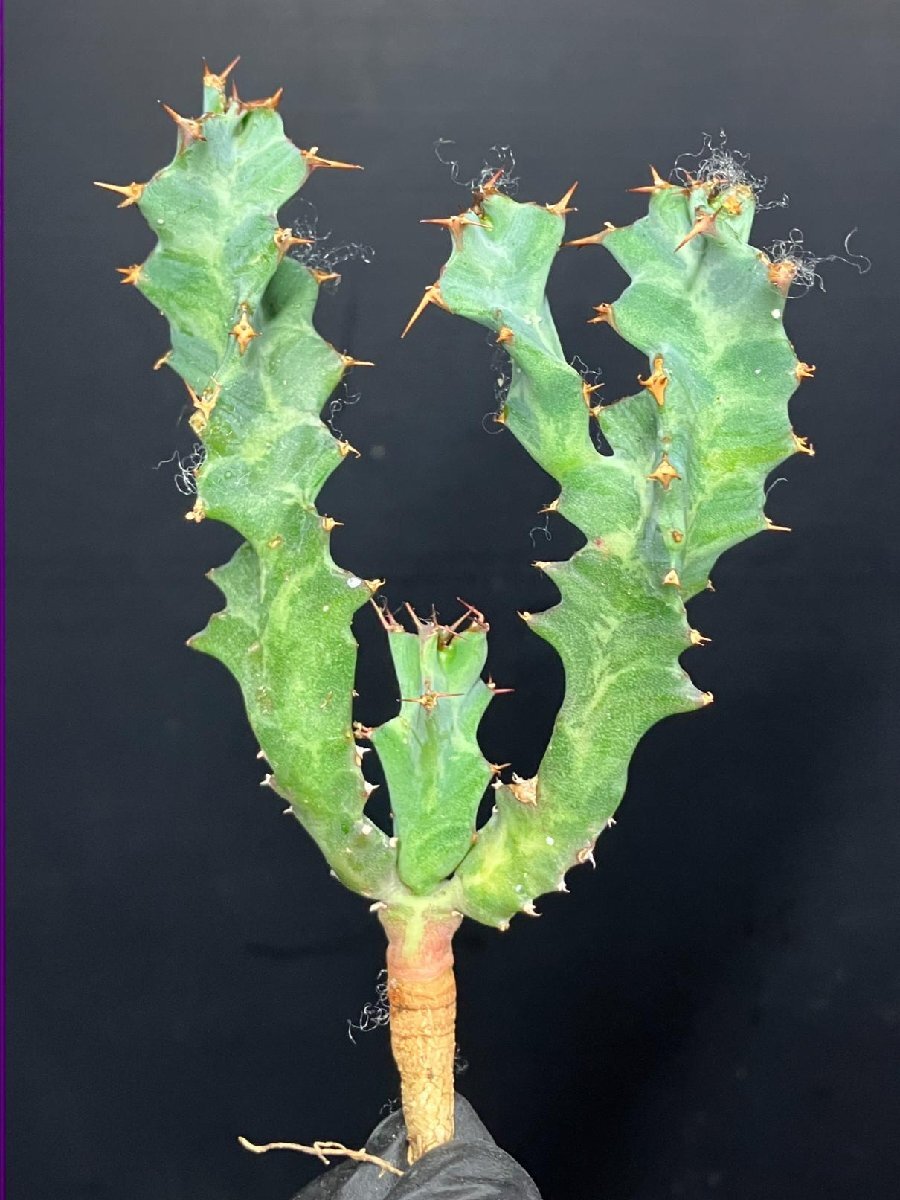 Yahoo!オークション - 7818 「多肉植物」ユーフォルビア トルチラマ 抜...