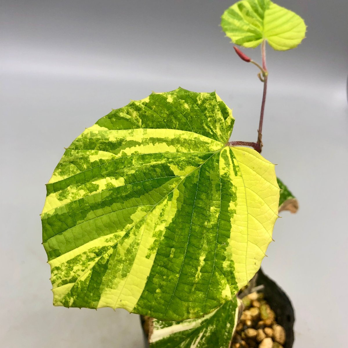 Yahoo!オークション - -G93-トサミズキ【斑入り】 060623