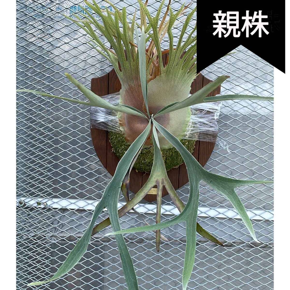 Yahoo!オークション - P.Veitchil 'Auburn River P.Foongsiqi 【はっぱ...