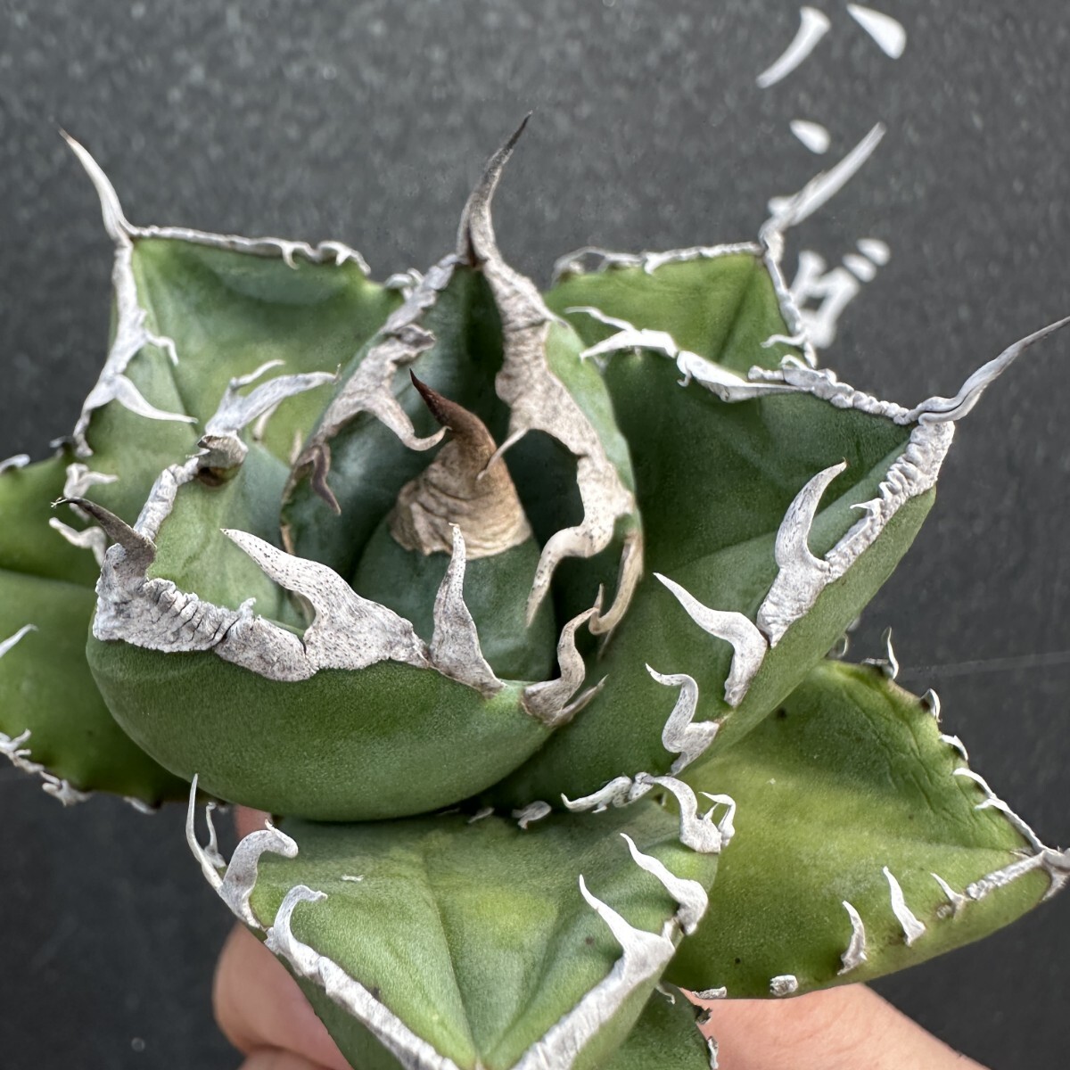 Yahoo!オークション - Q14 【パンダ園芸】アガベ チタノタ SAD 南アフ...